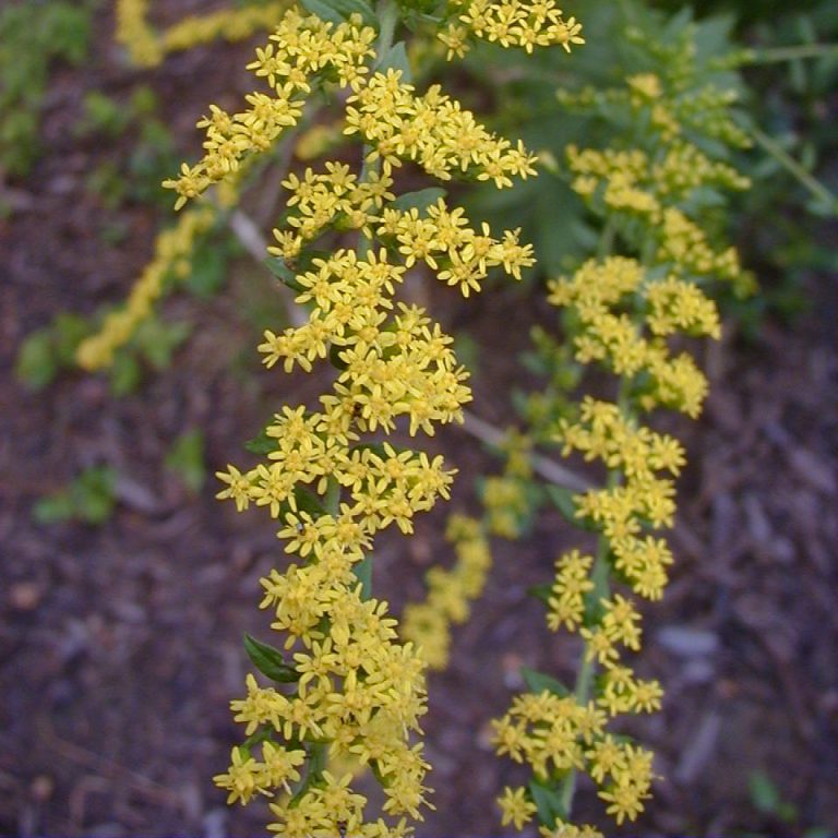 ‘Fireworks’ Goldenrod, Solidago rugosa – Wisconsin Horticulture