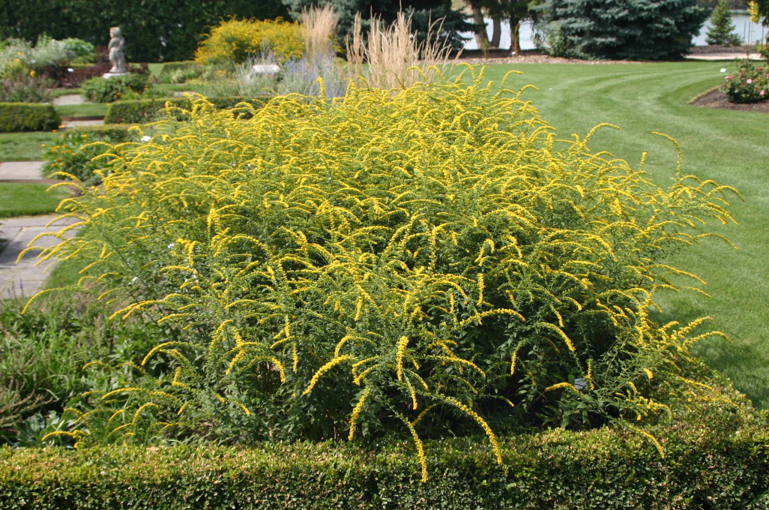 ‘Fireworks’ Goldenrod, Solidago rugosa – Wisconsin Horticulture