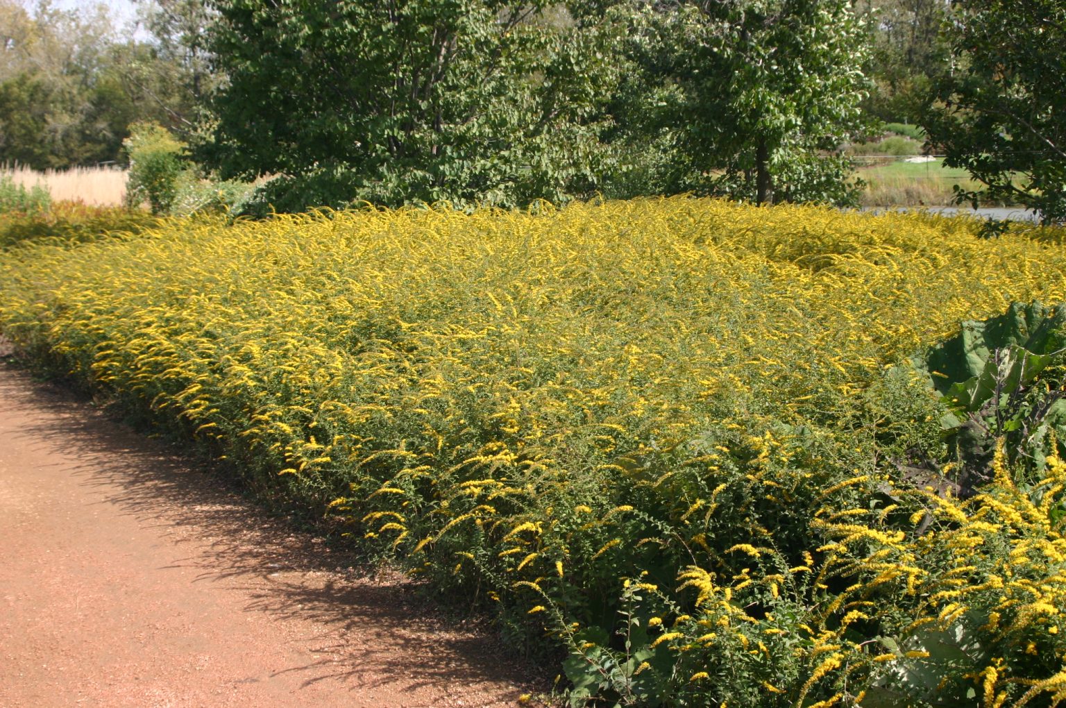 ‘Fireworks’ Goldenrod, Solidago rugosa – Wisconsin Horticulture