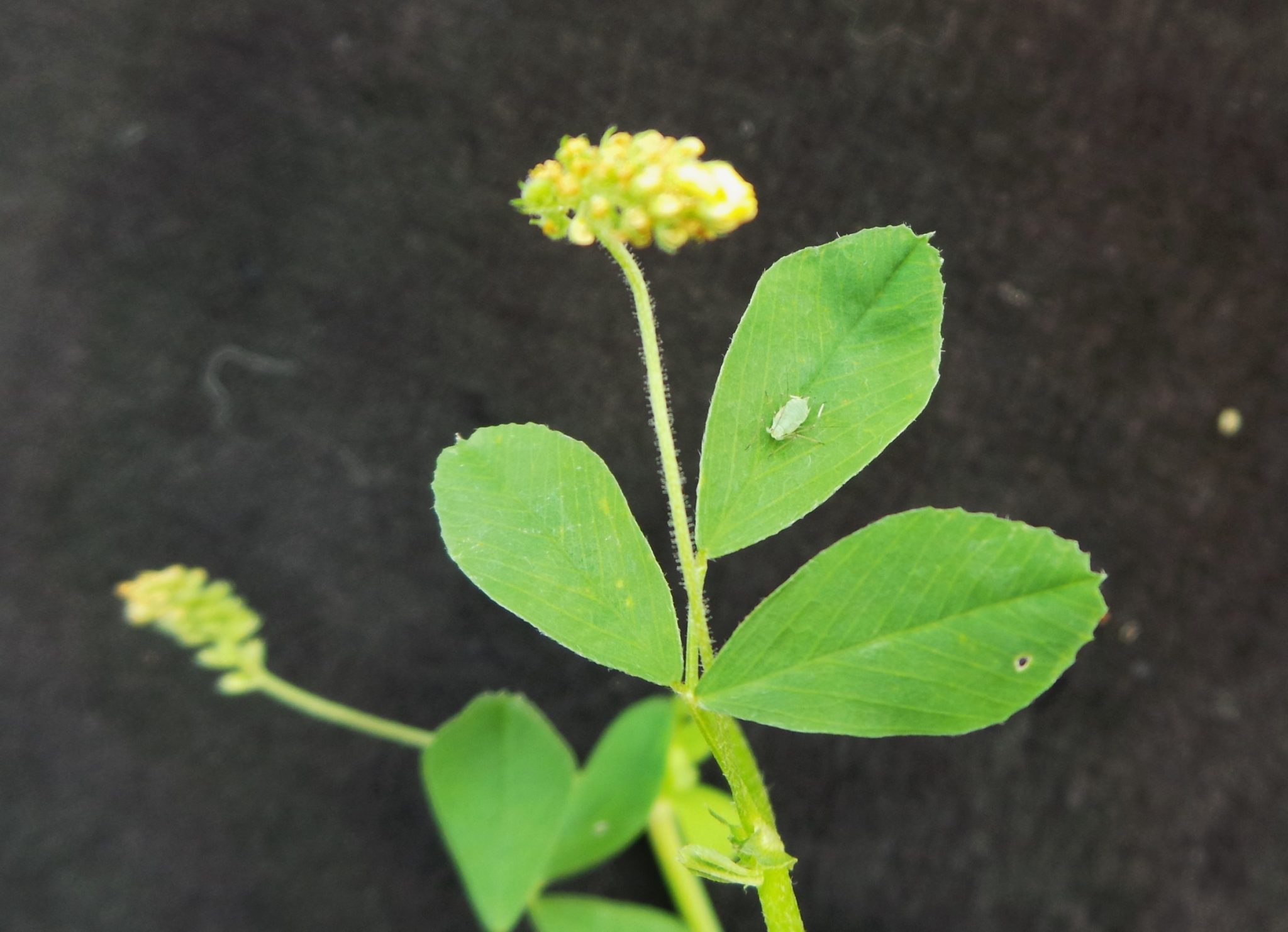 Black Medic, Medicago lupulina – Wisconsin Horticulture