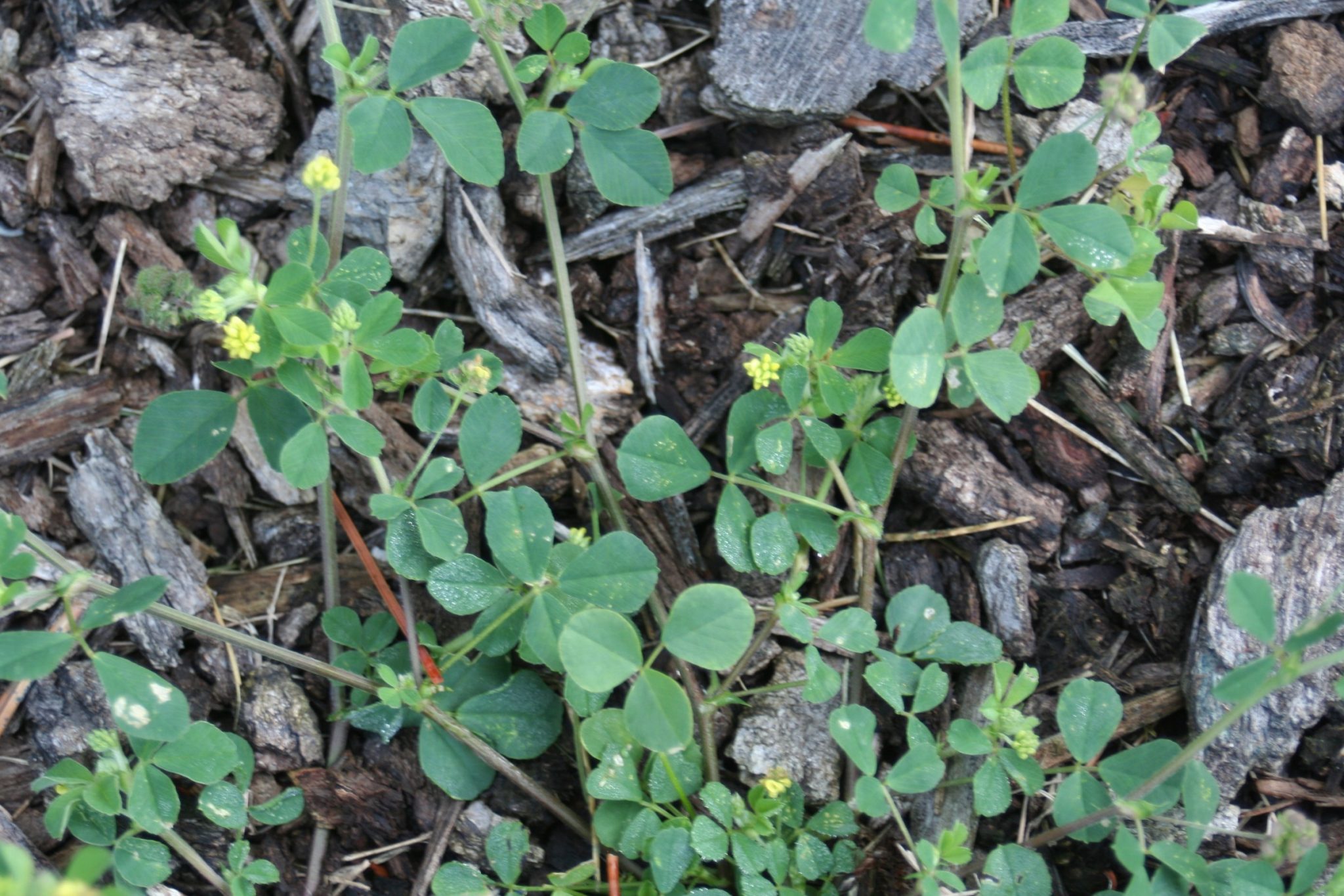 Weeds & Invasive Plants – Wisconsin Horticulture