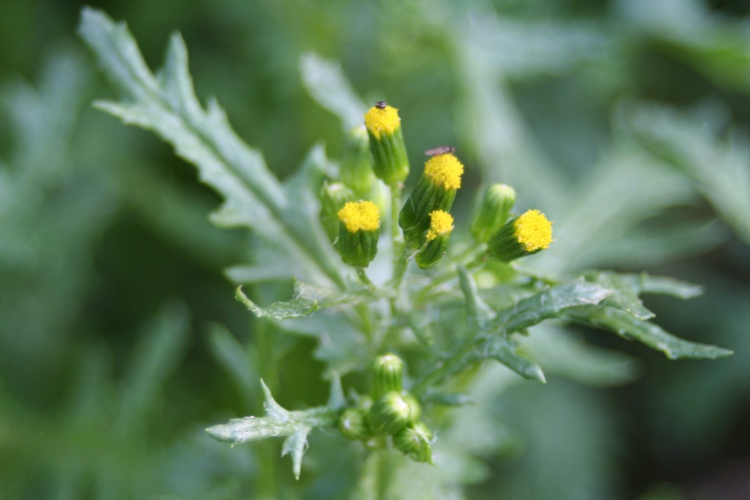 Weeds & Invasive Plants – Wisconsin Horticulture