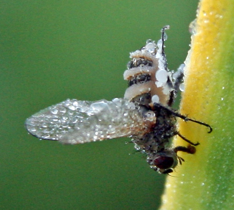 Entomophthora muscae – Wisconsin Horticulture