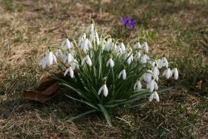 Snowdrops, Galanthus spp. – Wisconsin Horticulture