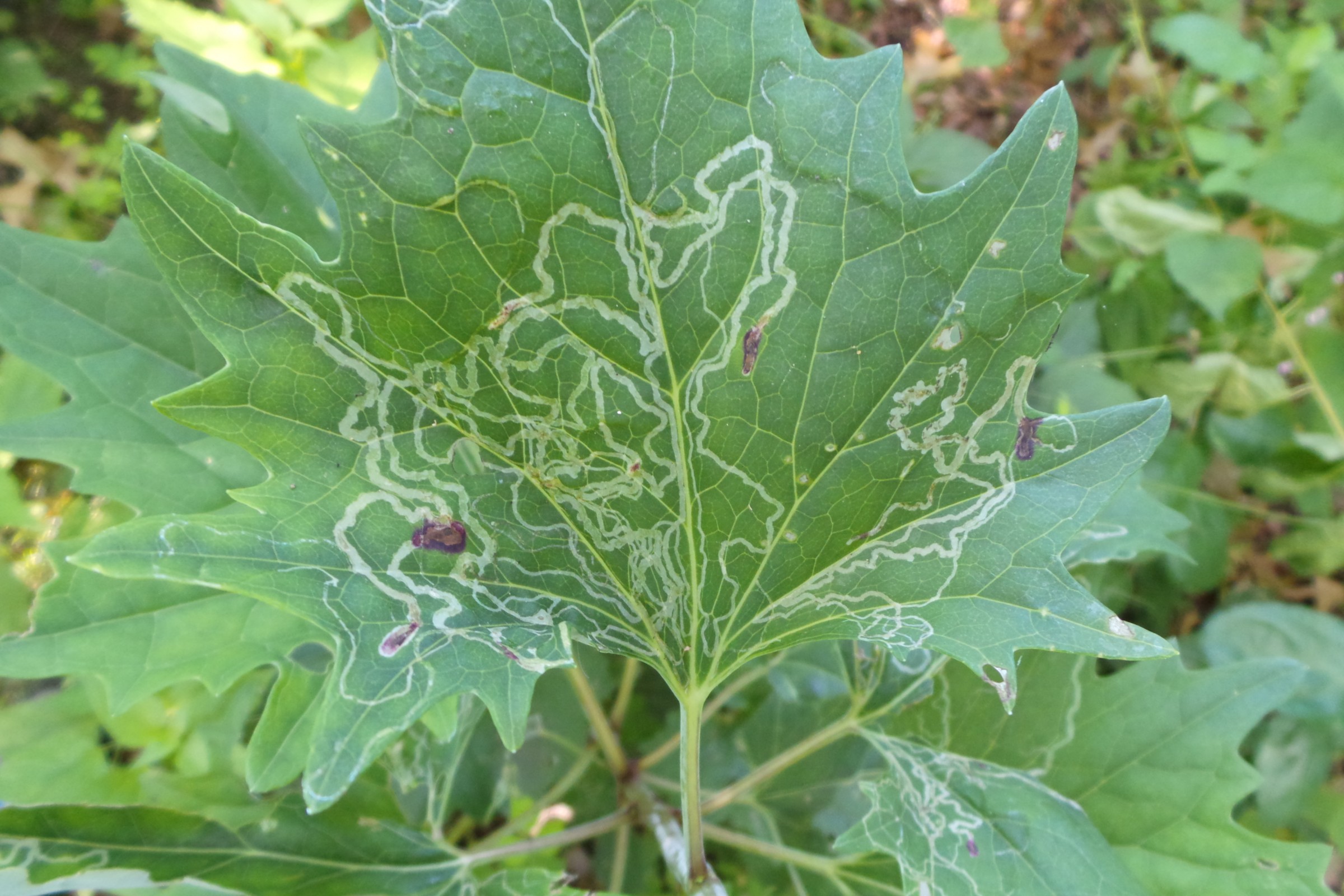 General Approaches to Insect Control – Wisconsin Horticulture