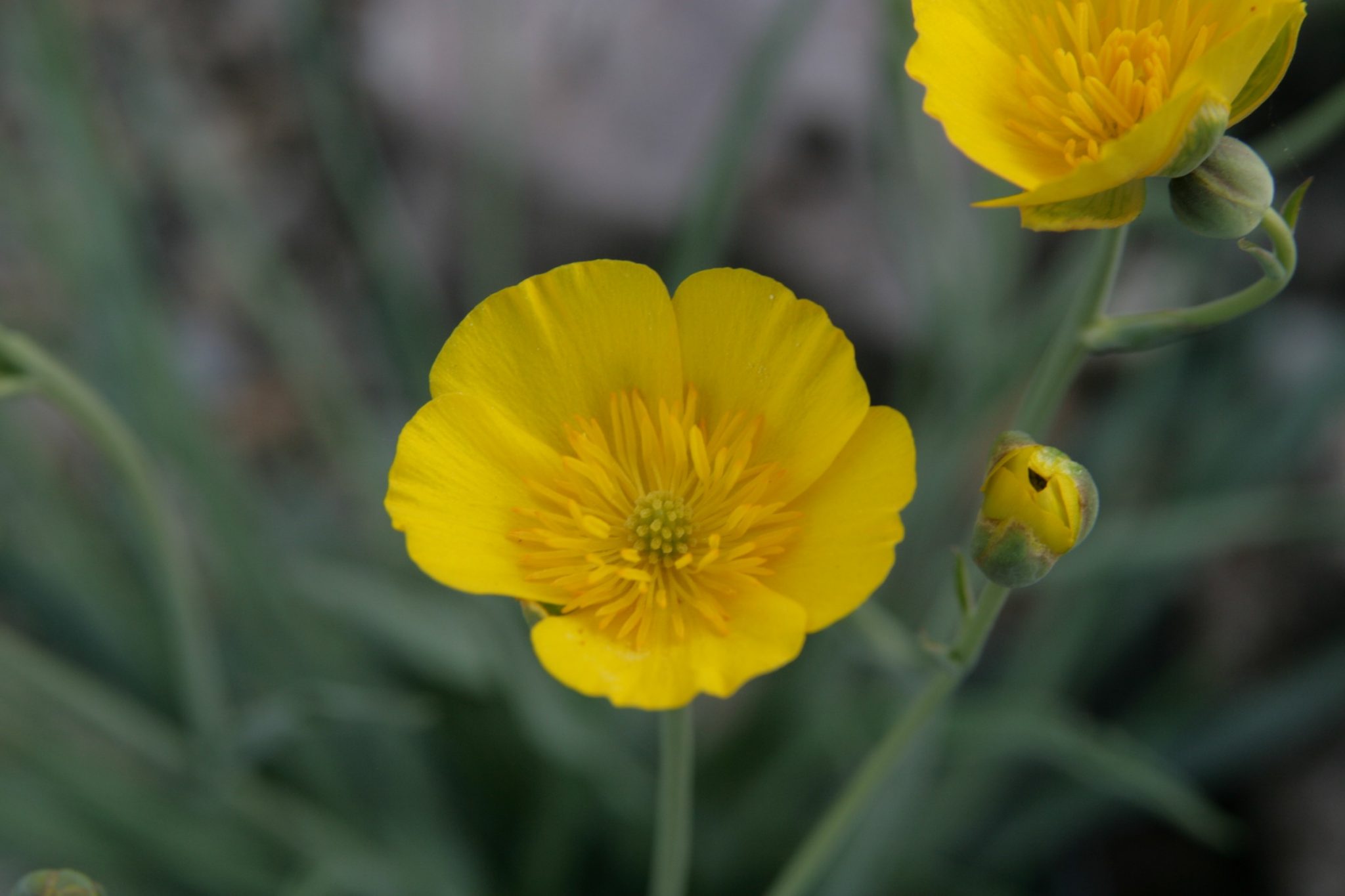 Herbaceous Ornamentals – Wisconsin Horticulture