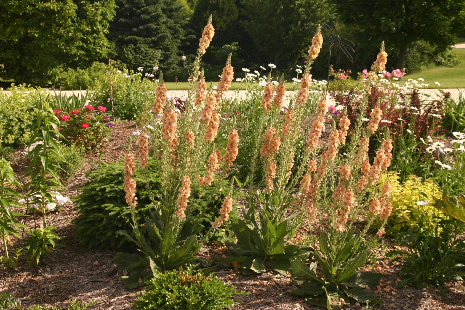 Weeds & Invasive Plants – Wisconsin Horticulture