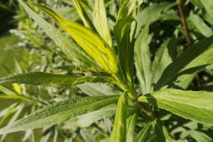 Assassin Bugs and Ambush Bugs (Reduviidae) – Wisconsin Horticulture