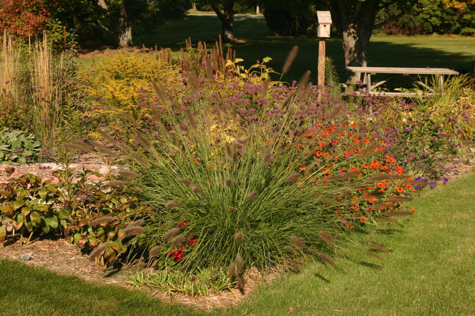 Fountain grass, Cenchrus (Pennisetum) alopecuroides – Wisconsin ...