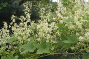 Wild Cucumber, Echinocystis lobata – Wisconsin Horticulture