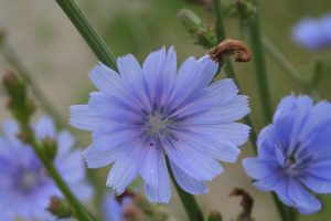 Chicory, Cichorium intybus – Wisconsin Horticulture
