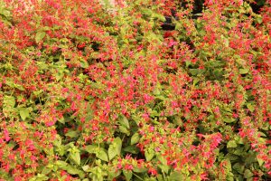 Scarlet sage, Salvia coccinea – Wisconsin Horticulture