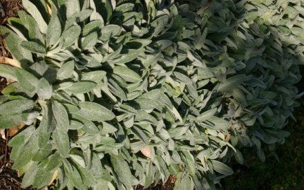 Balloon Plant, Gomphocarpus physocarpus – Wisconsin Horticulture