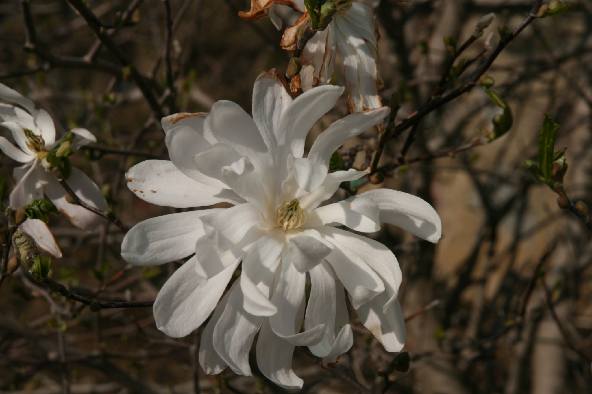 Deciduous Trees & Shrubs – Wisconsin Horticulture