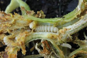 Squash Vine Borer, Melittia cucurbitae – Wisconsin Horticulture