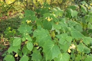 Yellow Wax Bells, Kirengeshoma palmata – Wisconsin Horticulture
