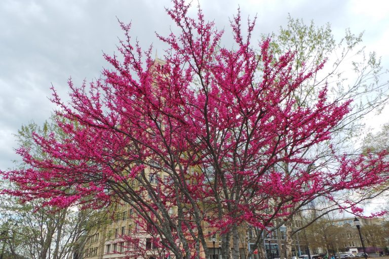 Deciduous Trees & Shrubs – Wisconsin Horticulture