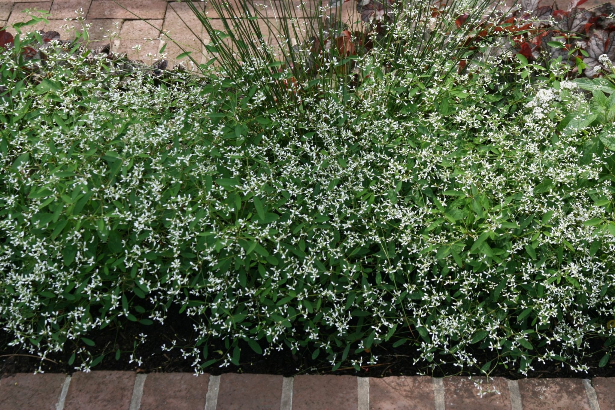 Herbaceous Ornamentals – Wisconsin Horticulture