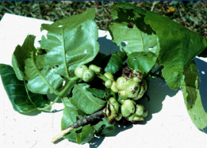 Deciduous Tree Galls – Wisconsin Horticulture