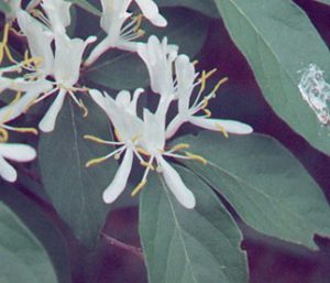 Invasive Exotic Shrub Honeysuckles – Wisconsin Horticulture