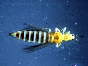 Managing Thrips in Greenhouses – Wisconsin Horticulture