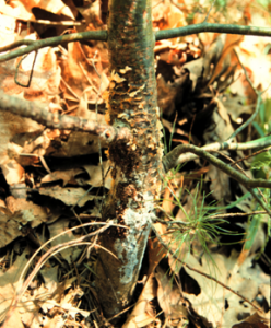 White Pine Blister Rust – Wisconsin Horticulture