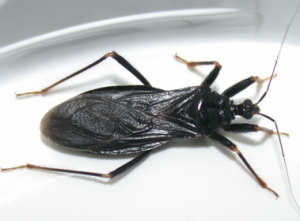 Masked Hunter Bug – Wisconsin Horticulture