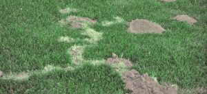Mole Ecology and Damage Management – Wisconsin Horticulture