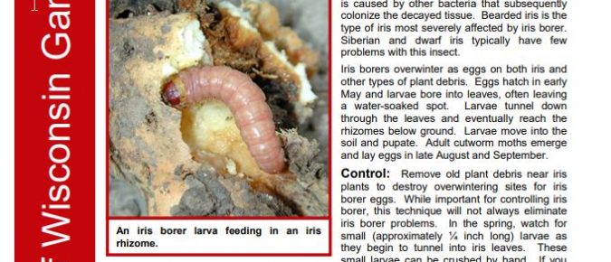 Articles – Page 20 – Wisconsin Horticulture