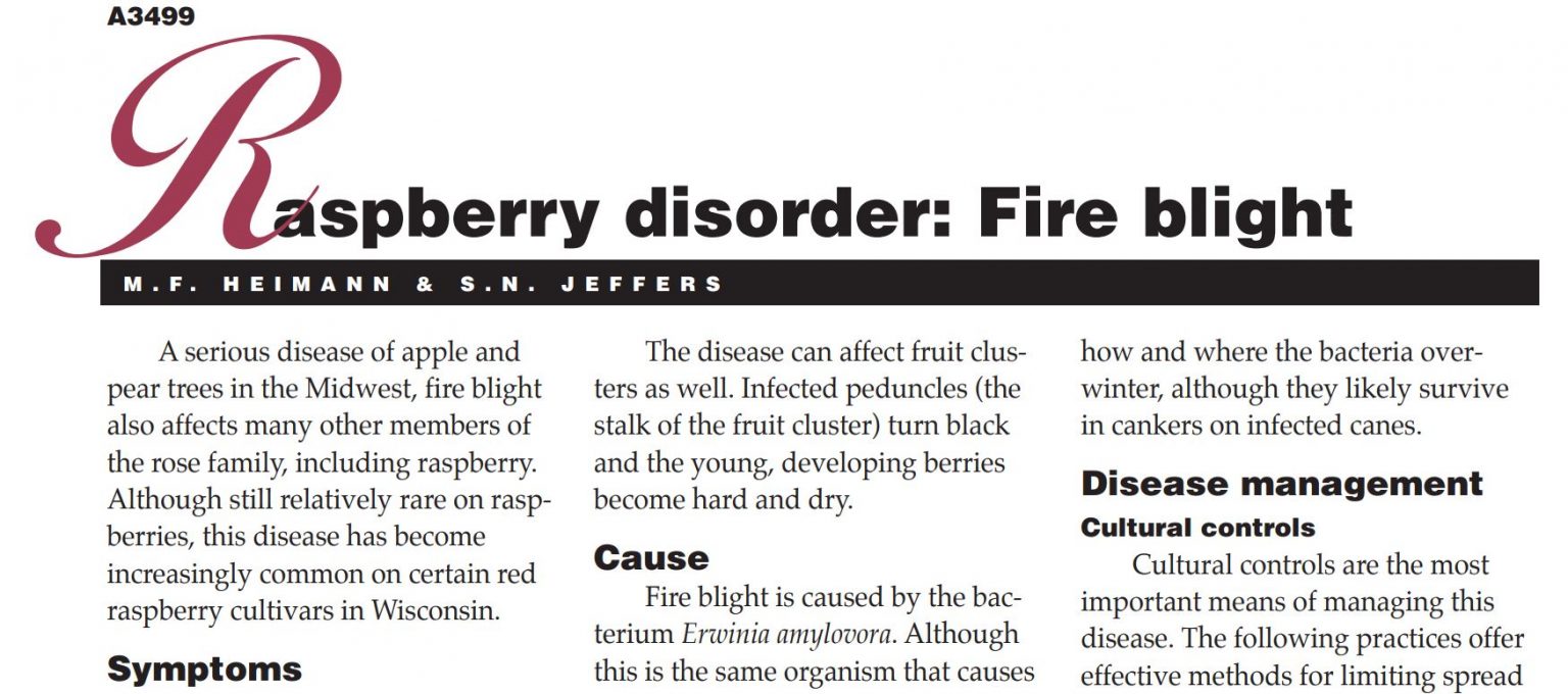 Small Fruits – Wisconsin Horticulture