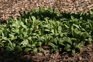 Ramps, Allium tricoccum – Wisconsin Horticulture