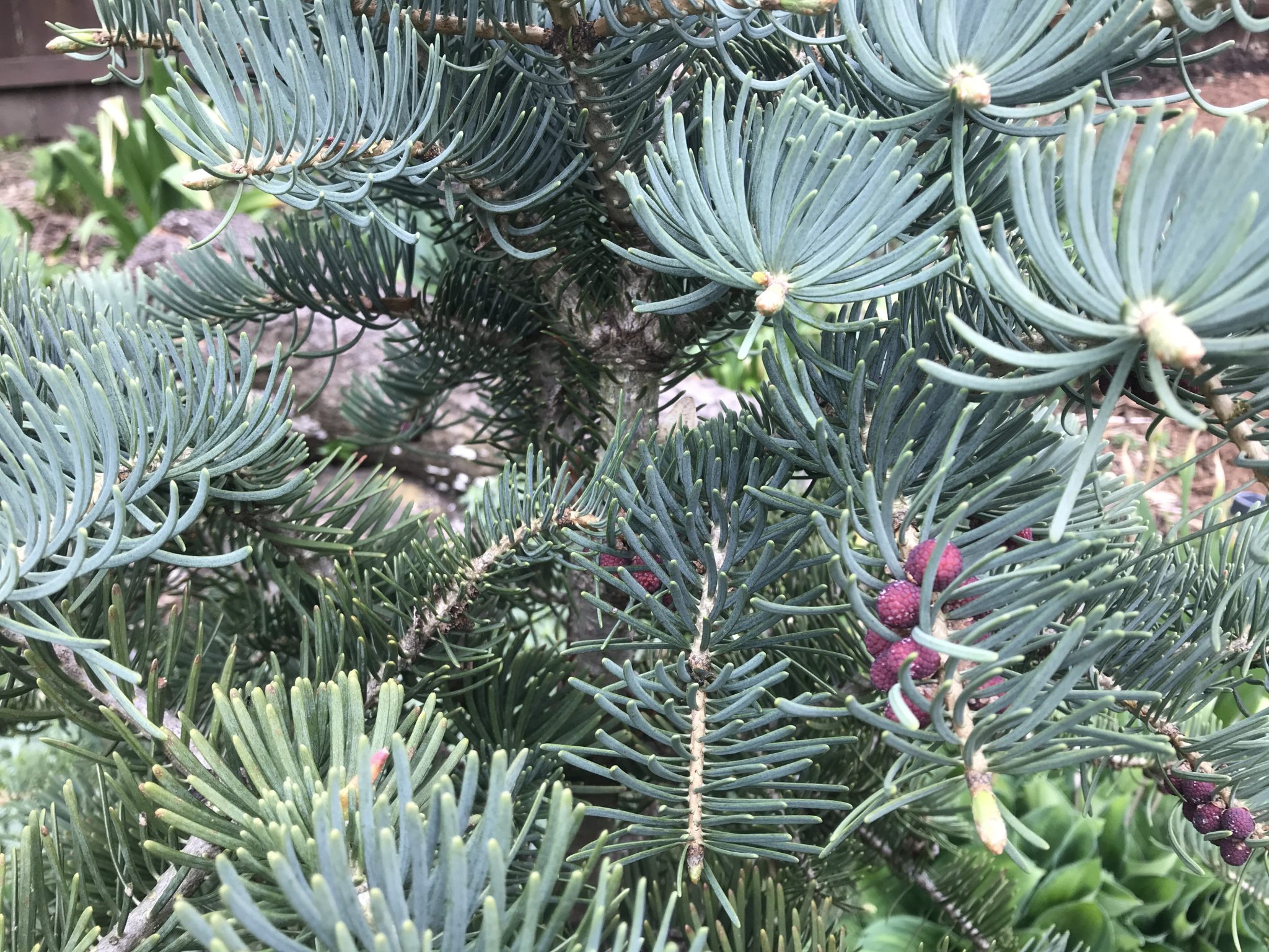 Evergreen Trees & Shrubs – Wisconsin Horticulture