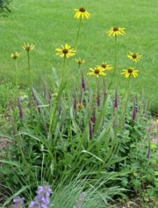 Yellow Coneflower, Echinacea paradoxa – Wisconsin Horticulture