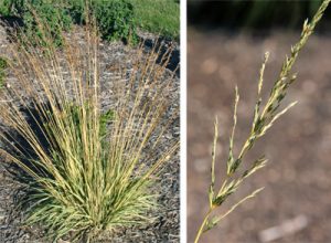 Variegated Purple Moorgrass, Molinia caerulea ‘Variegata’ – Wisconsin ...