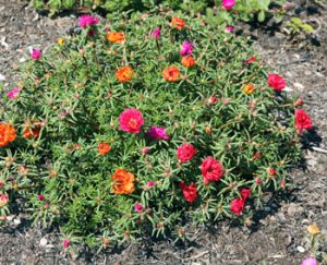Moss Rose, Portulaca grandiflora – Wisconsin Horticulture