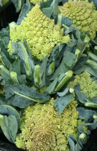 Romanesco – Wisconsin Horticulture