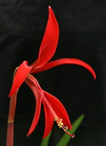 Aztec Lily, Sprekelia formosissima – Wisconsin Horticulture