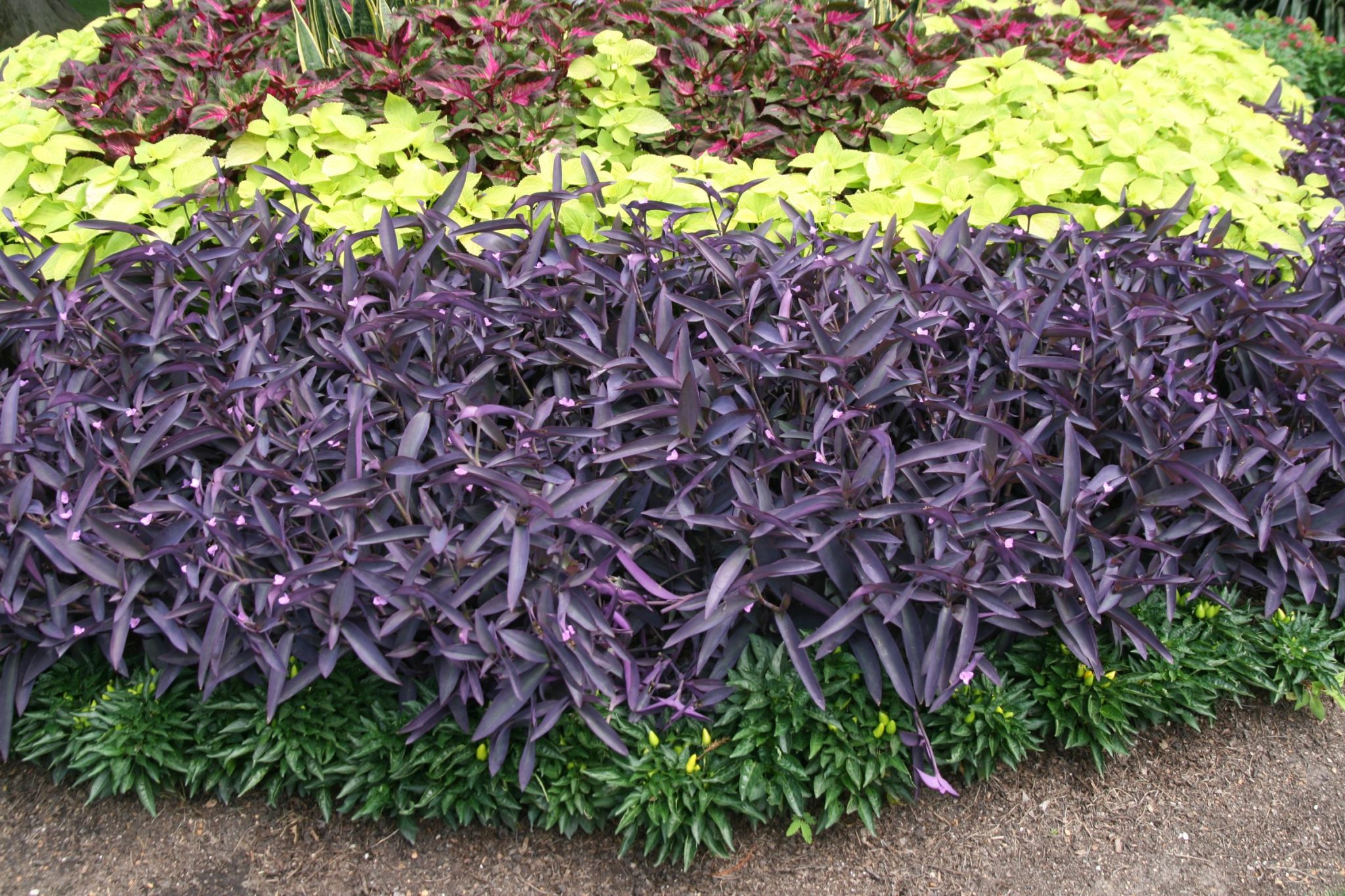 Purple Heart, Tradescantia pallida – Wisconsin Horticulture