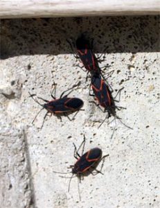 Boxelder Bug, Boisea trivittatus – Wisconsin Horticulture