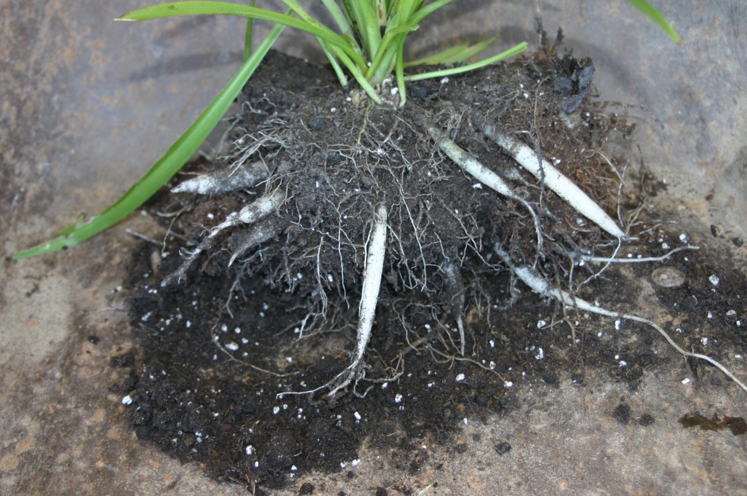 Spider plant, Chlorophytum comosum – Wisconsin Horticulture