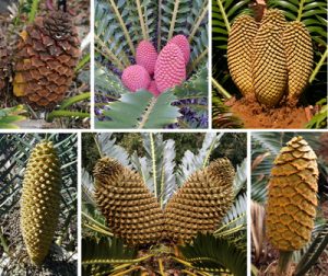 Cycads – Wisconsin Horticulture