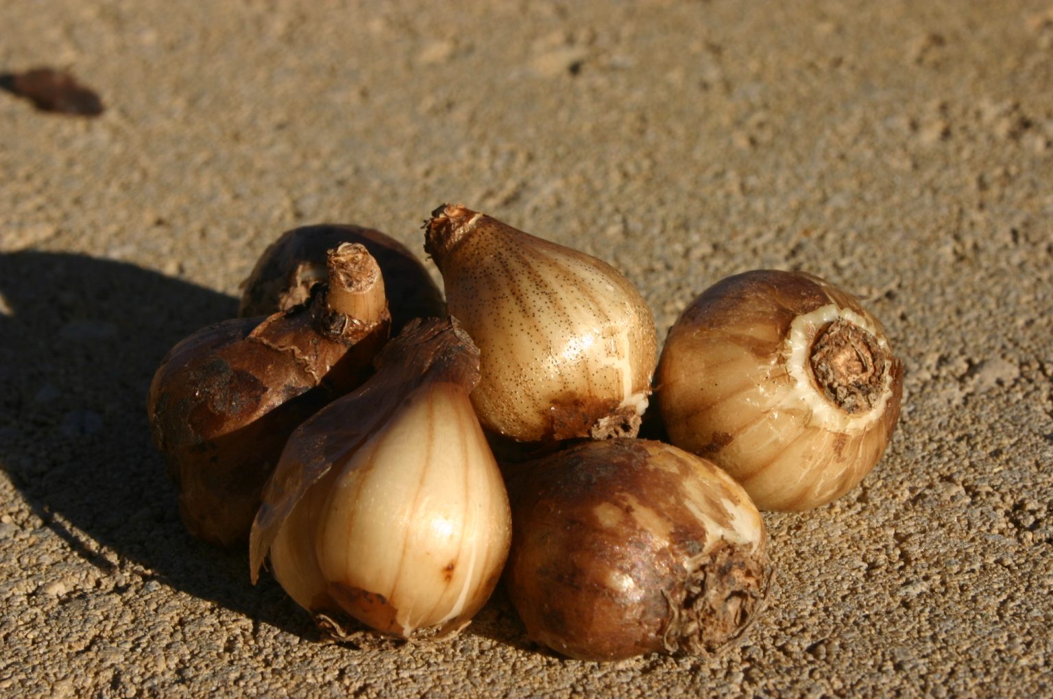 Snowdrops, Galanthus spp. – Wisconsin Horticulture