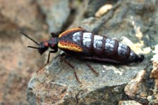 Rove Beetles (Staphylinidae) – Wisconsin Horticulture
