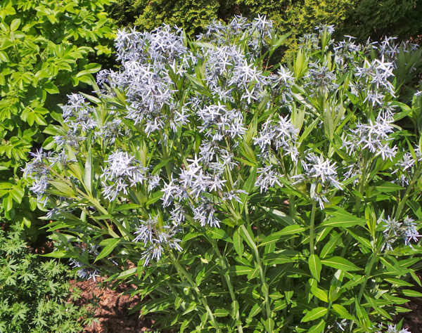 Willowleaf bluestar, Amsonia tabernaemontana – Wisconsin Horticulture