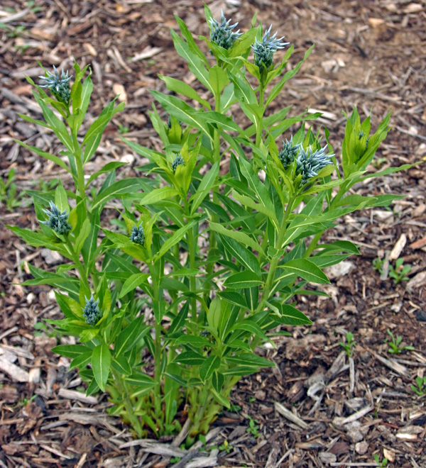 Willowleaf bluestar, Amsonia tabernaemontana – Wisconsin Horticulture