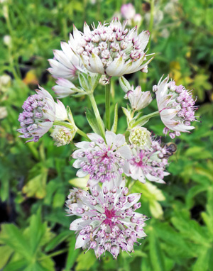 Astrantia, Astrantia major – Wisconsin Horticulture