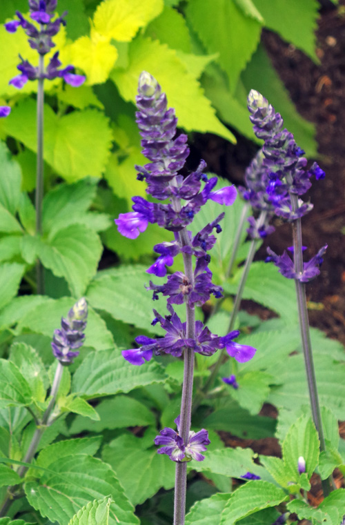 Mealycup sage, Salvia farinacea – Wisconsin Horticulture