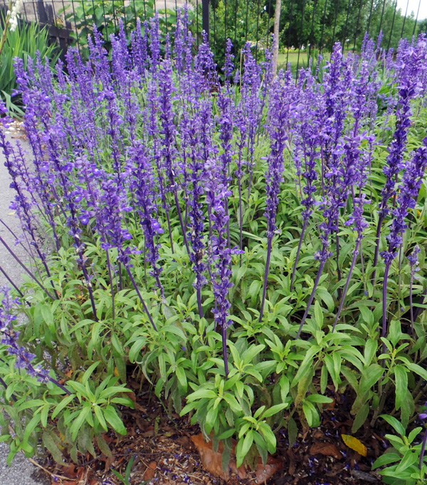 Mealycup sage, Salvia farinacea – Wisconsin Horticulture