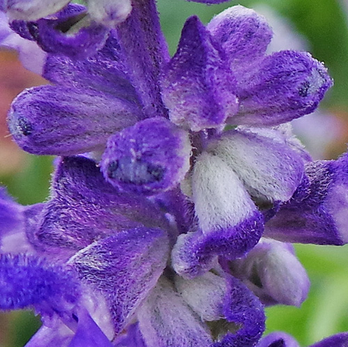 Mealycup sage, Salvia farinacea – Wisconsin Horticulture
