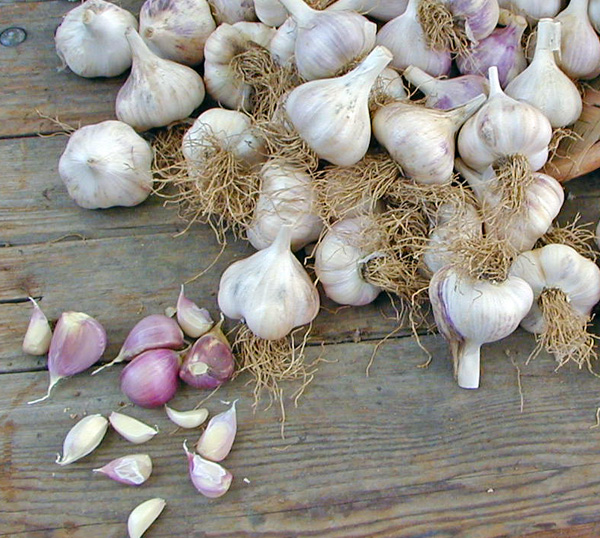 Garlic, Allium sativum – Wisconsin Horticulture